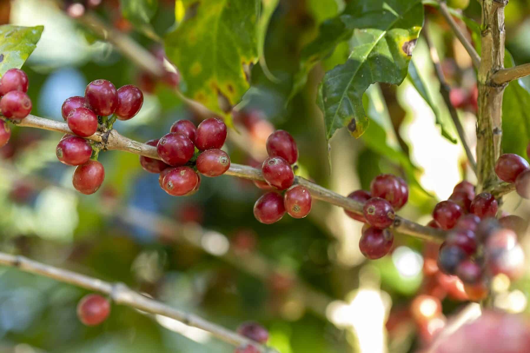 ¿Cuánto tarda en crecer una planta de café? - Gestión de Cafeterías